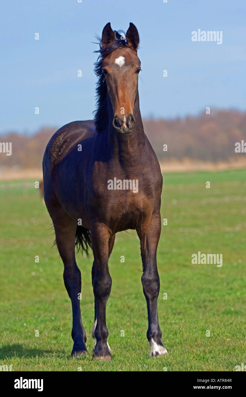 Rhenish hi-res stock photography and images - Alamy