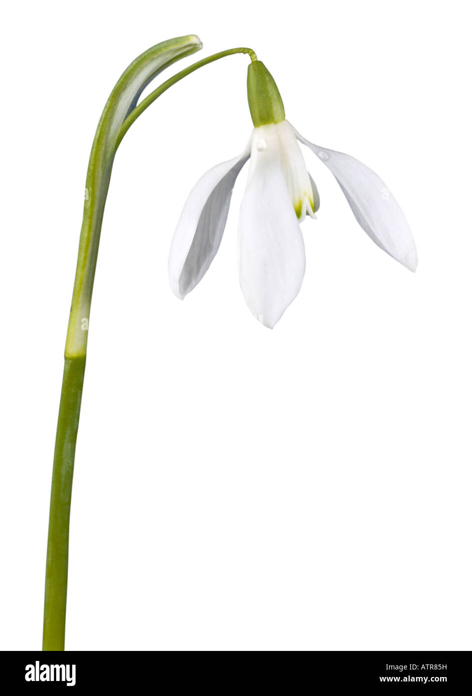 Spring holiday snowdrop flower isolated on white background Stock Photo ...