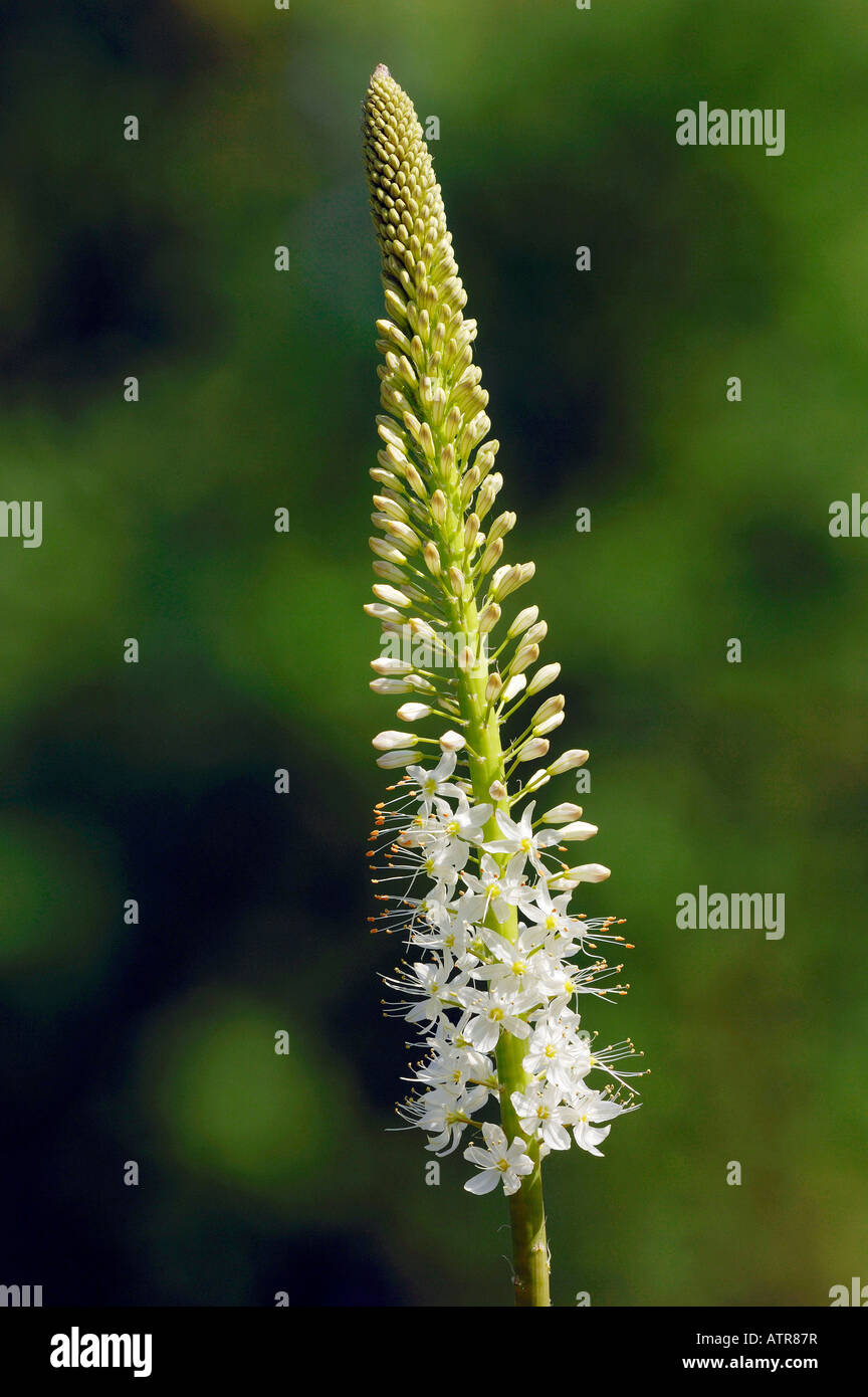 Eremurus himalaicus hi-res stock photography and images - Alamy