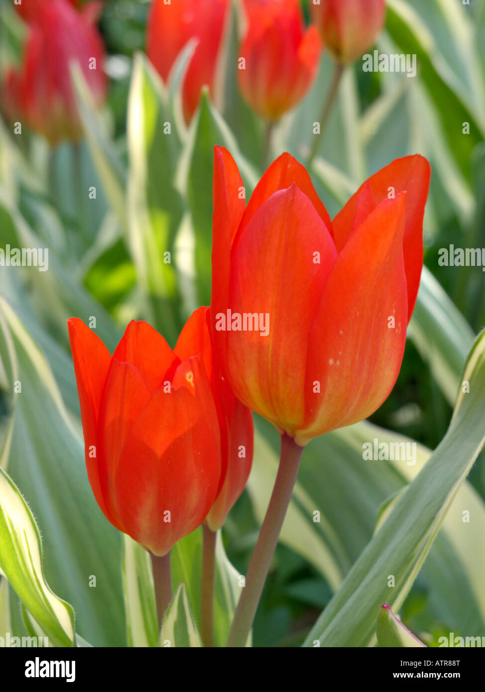 Wild tulip (Tulipa praestans 'Unicum' Stock Photo - Alamy