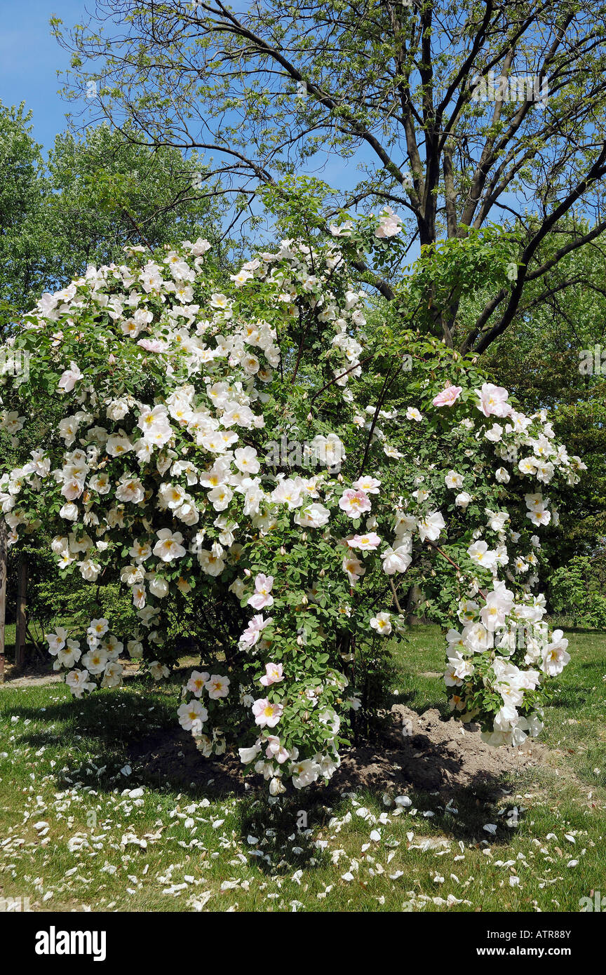 Upright shrub rose hi-res stock photography and images - Alamy