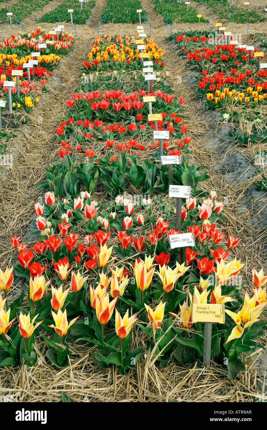 Tulip cultivation hi-res stock photography and images - Alamy
