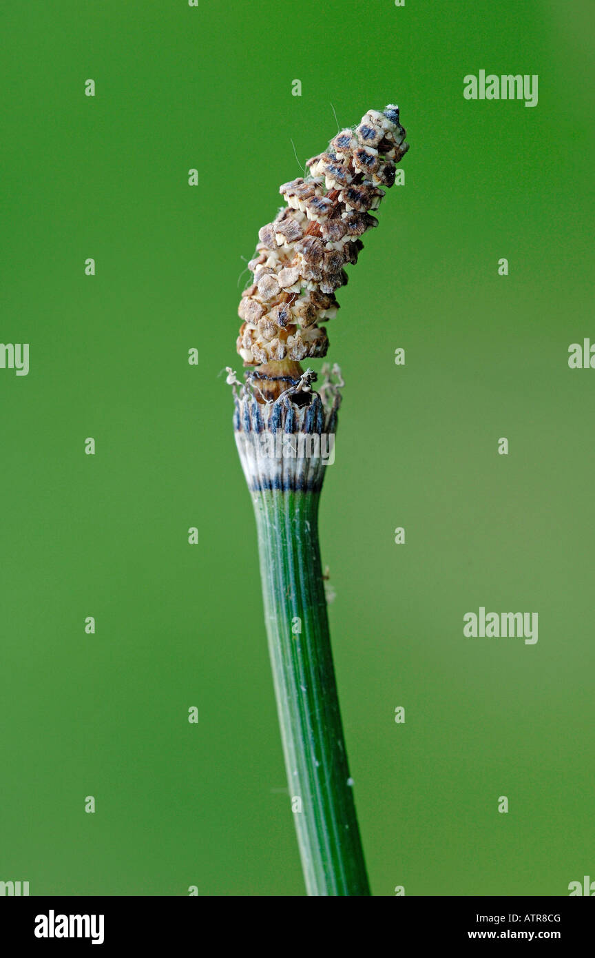 Scouring rush equisetum hyemale hi-res stock photography and images - Alamy