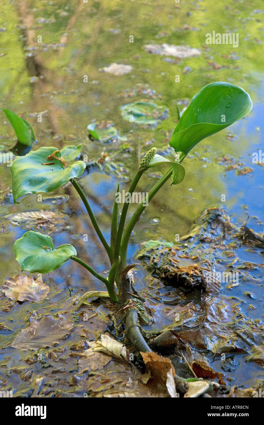 Water arum hi-res stock photography and images - Alamy