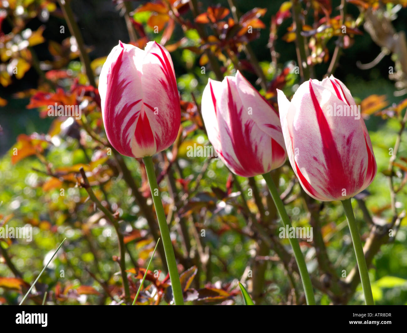 Triumph tulip (Tulipa Ice Follies Stock Photo - Alamy