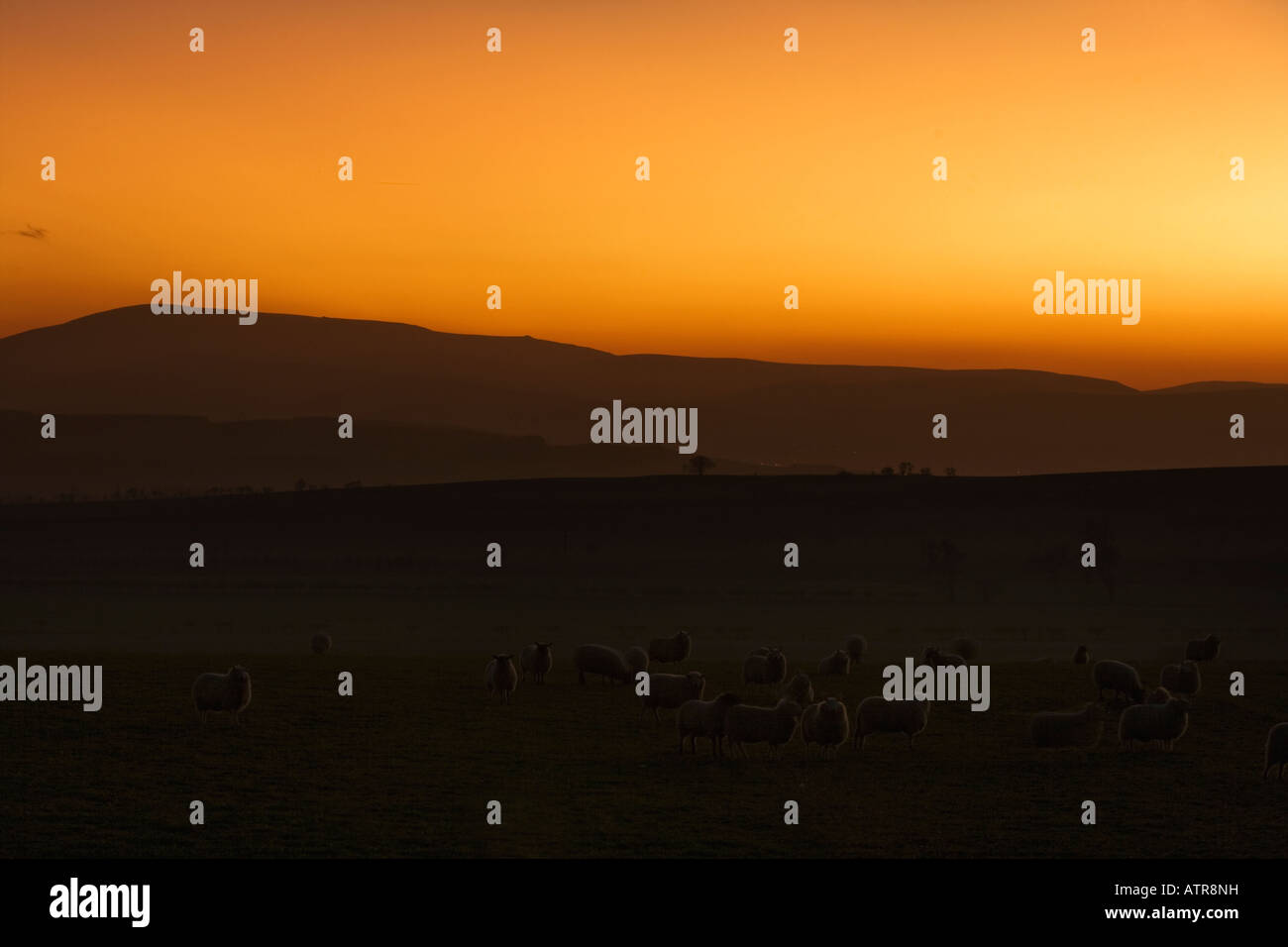 Sheep in distant hi-res stock photography and images - Alamy