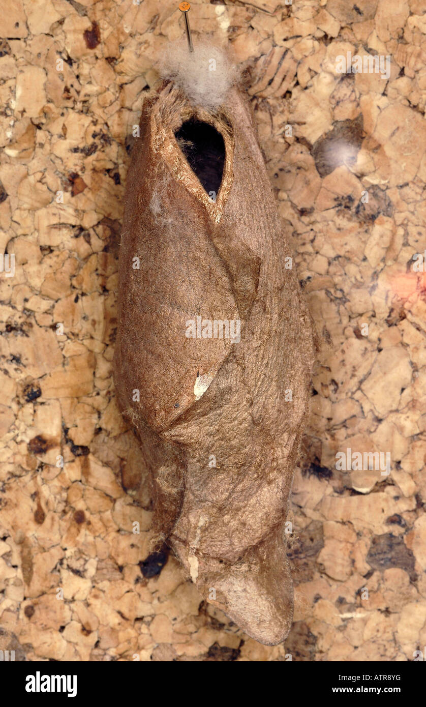 Atlas moth cocoon hi-res stock photography and images - Alamy