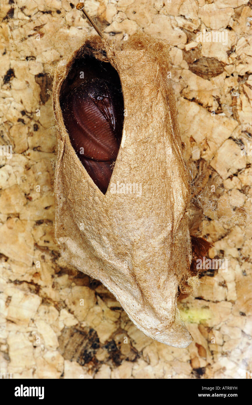 Atlas moth cocoon hi-res stock photography and images - Alamy