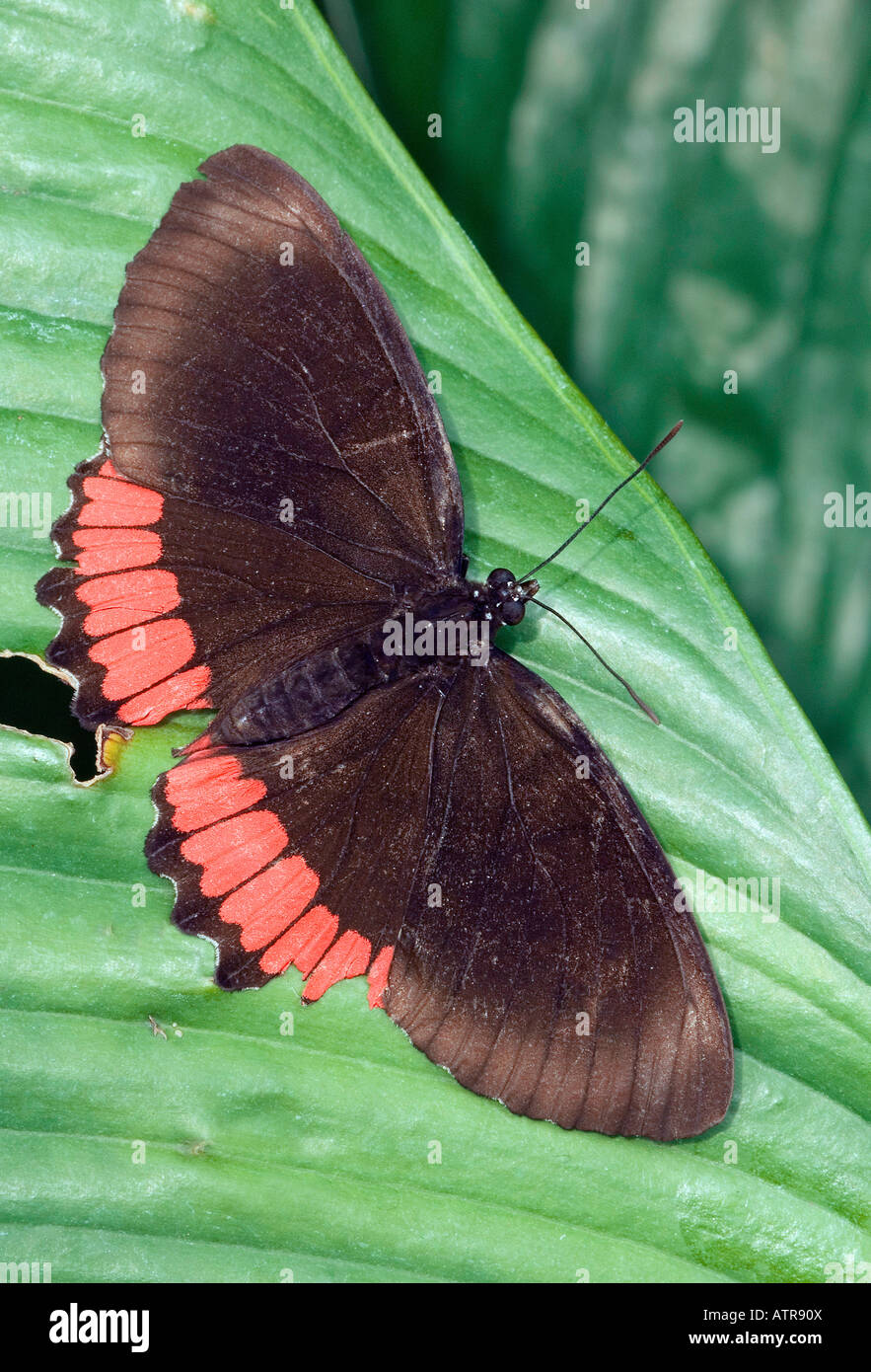 Red rim hi-res stock photography and images - Alamy