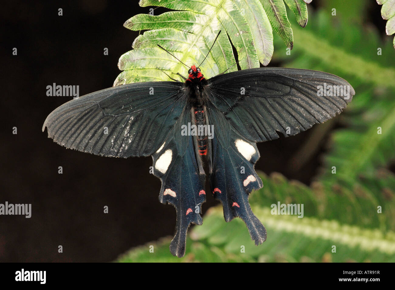 Helen butterfly hi-res stock photography and images - Alamy