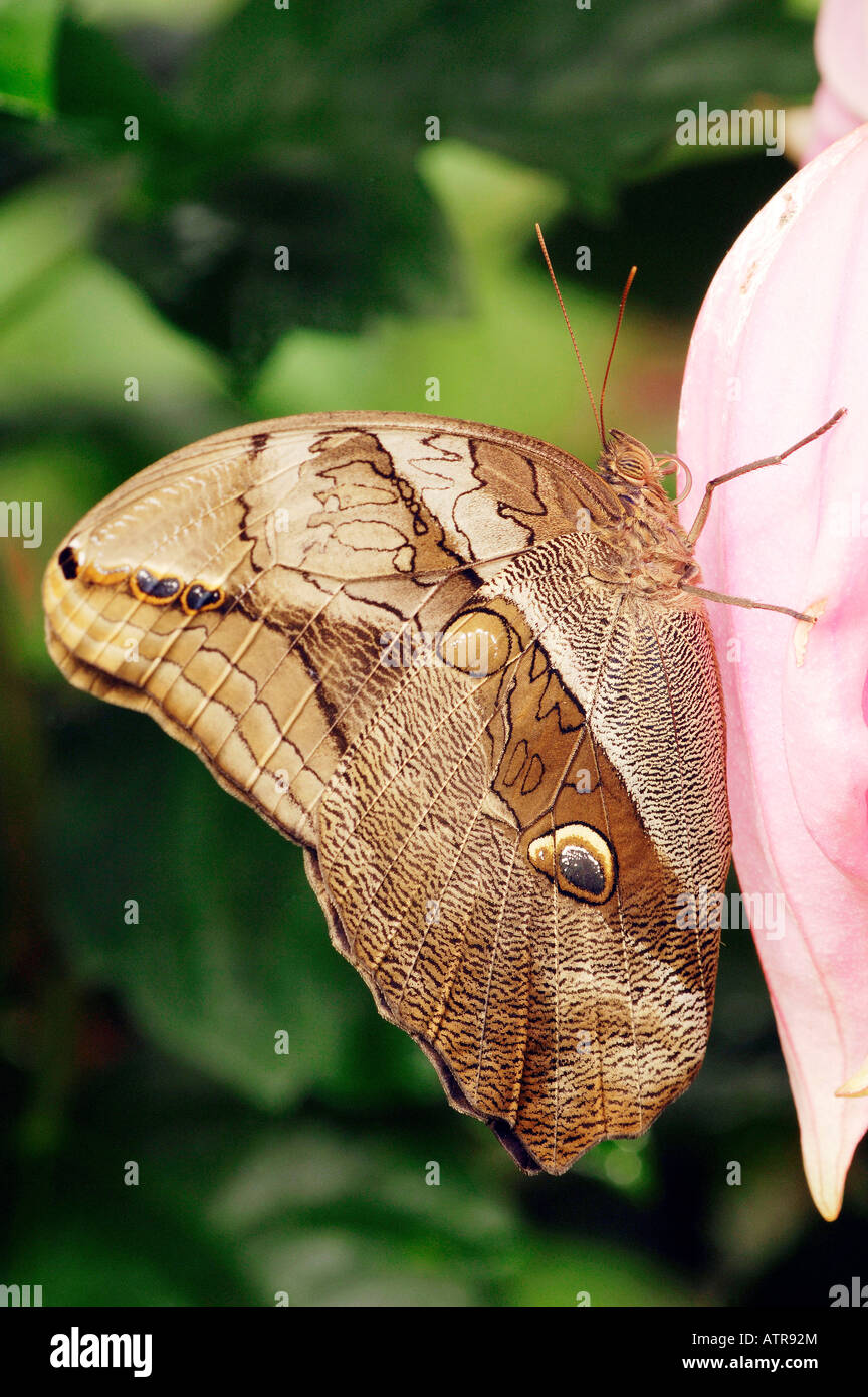 Butterflies and bamboo hi-res stock photography and images - Alamy
