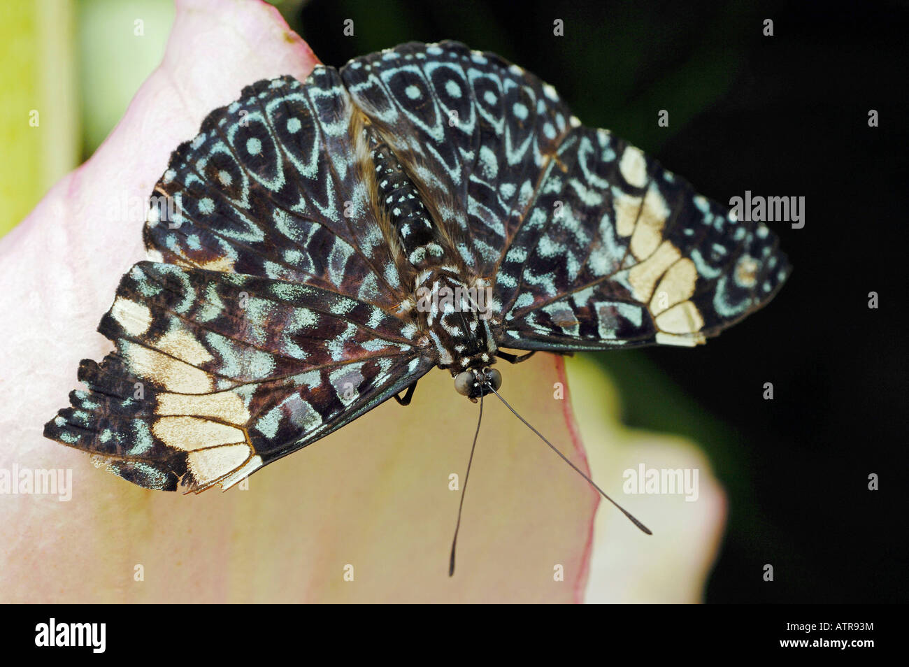 Red cracker butterfly hi-res stock photography and images - Alamy
