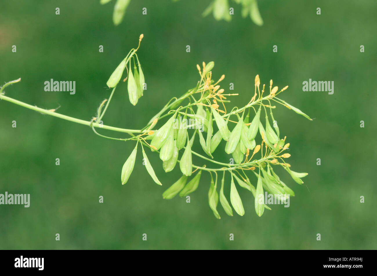 Dyers woad hi-res stock photography and images - Alamy