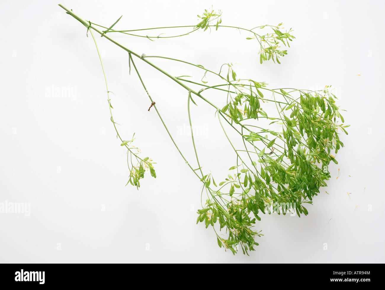 Cruciferae woad hi-res stock photography and images - Alamy