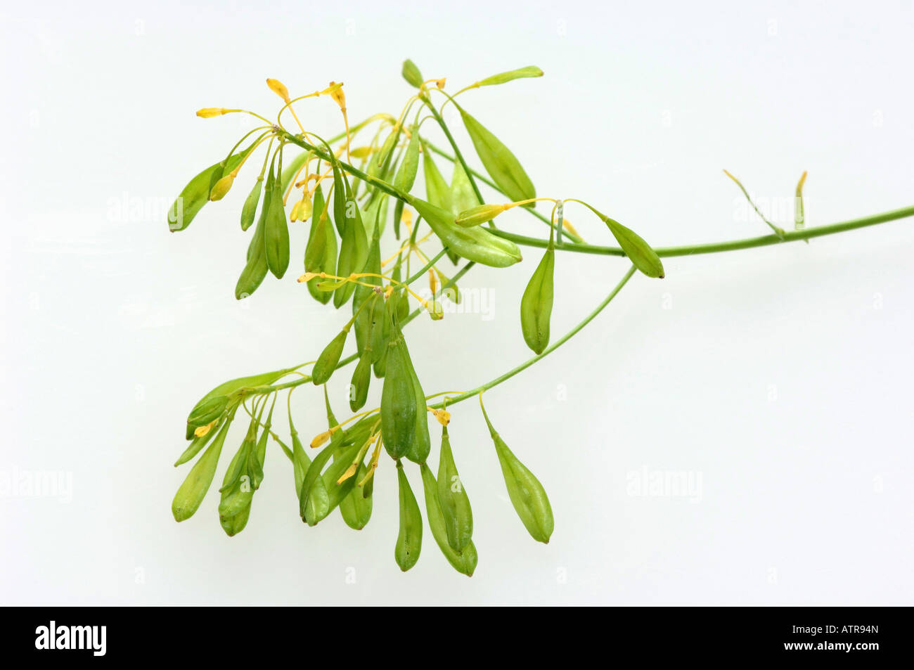 Cruciferae woad hi-res stock photography and images - Alamy
