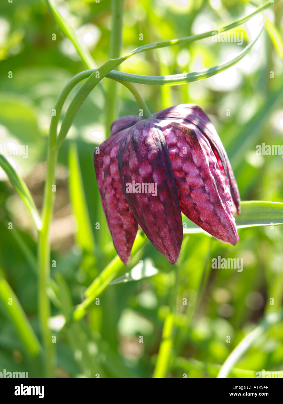 Snake's head (Fritillaria meleagris Stock Photo - Alamy