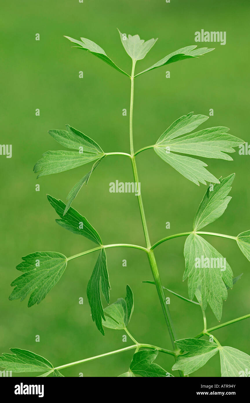 Lovage hi-res stock photography and images - Alamy