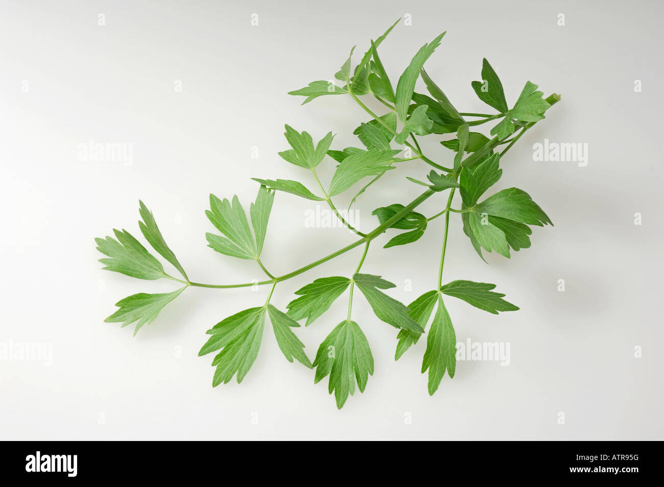 Lovage hi-res stock photography and images - Alamy