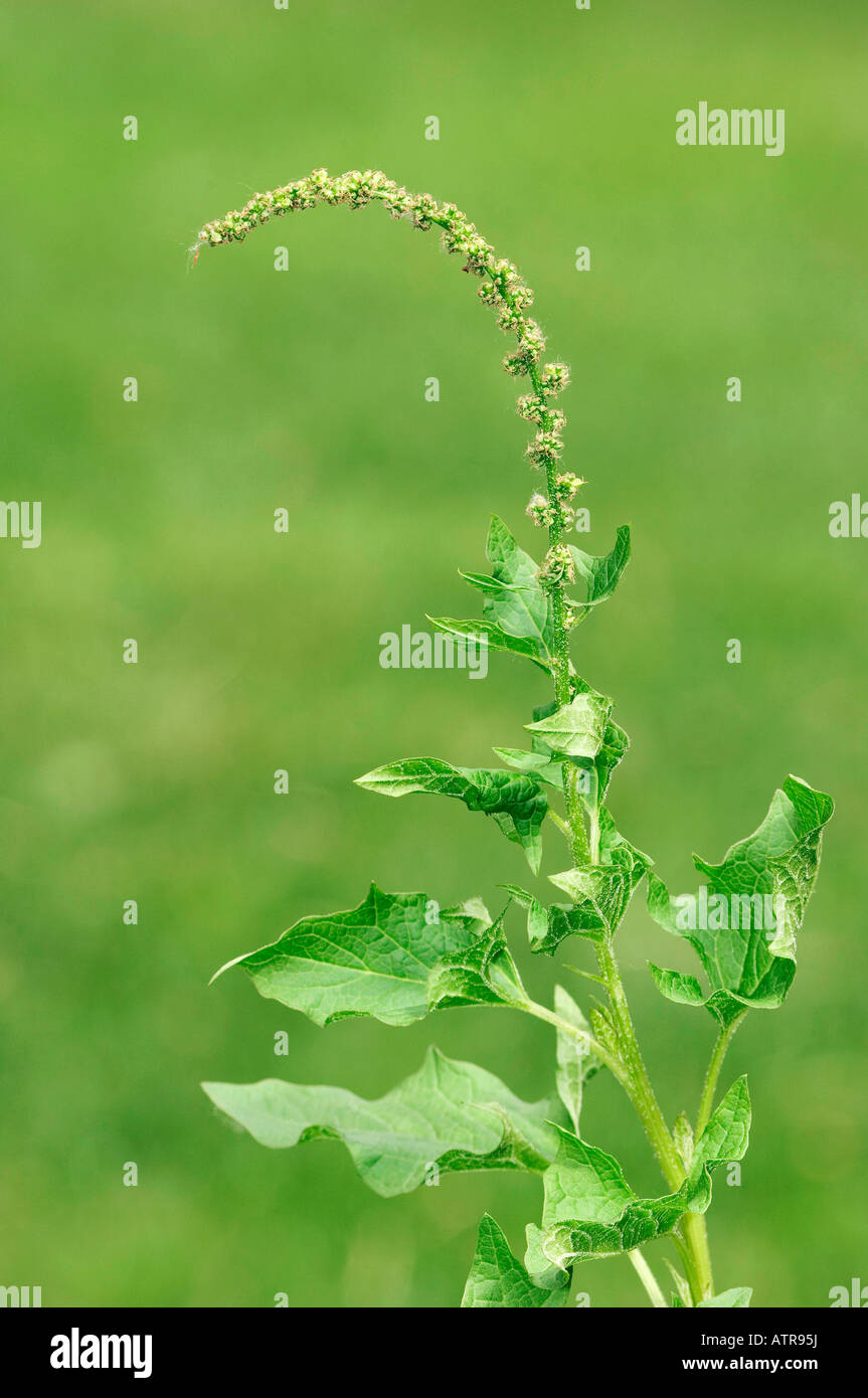 Good King Henry Stock Photo - Alamy