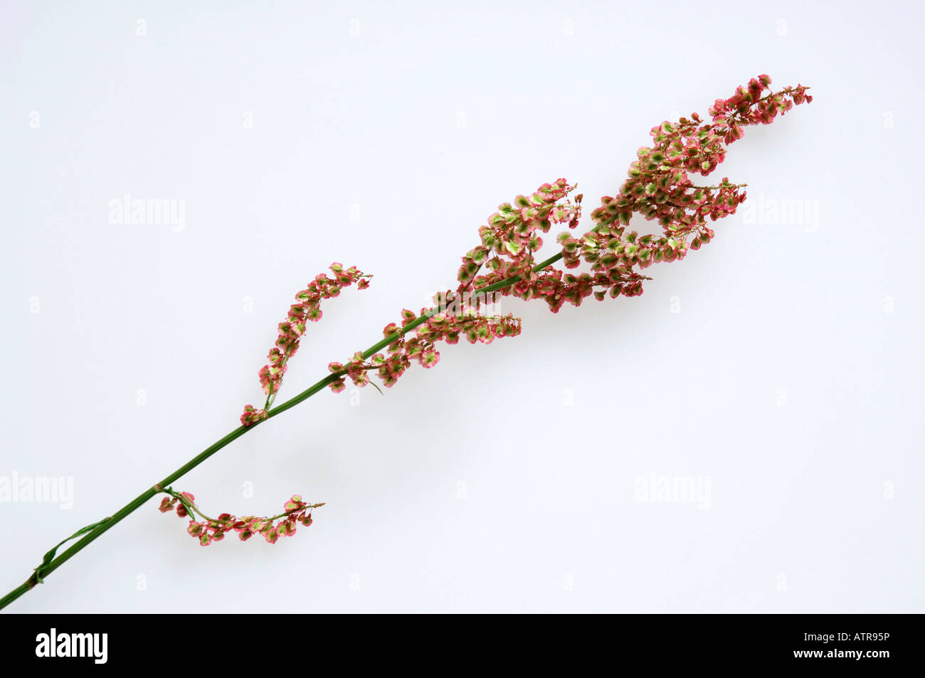Common sheep sorrel hi-res stock photography and images - Alamy