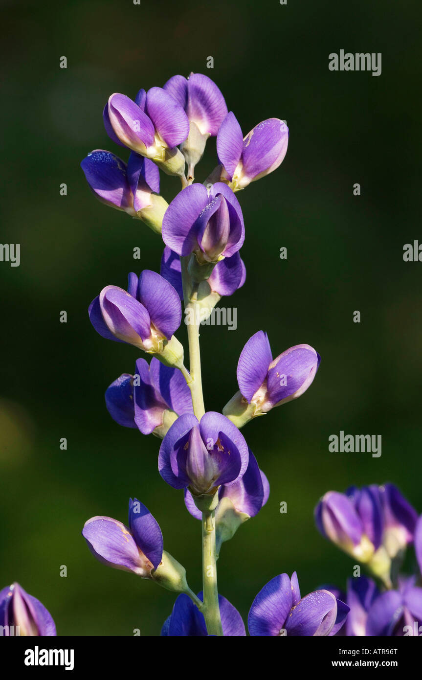 Cash Crop Indigo Photography