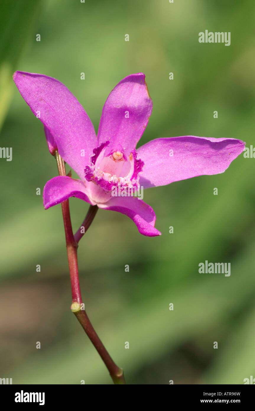 Hardy orchids hi-res stock photography and images - Alamy