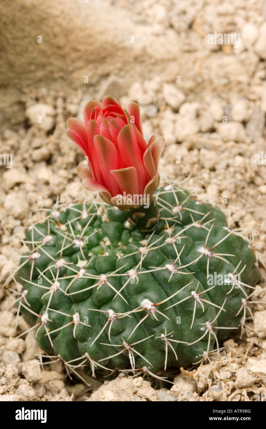 Gymnocalycium baldianum hi-res stock photography and images - Alamy