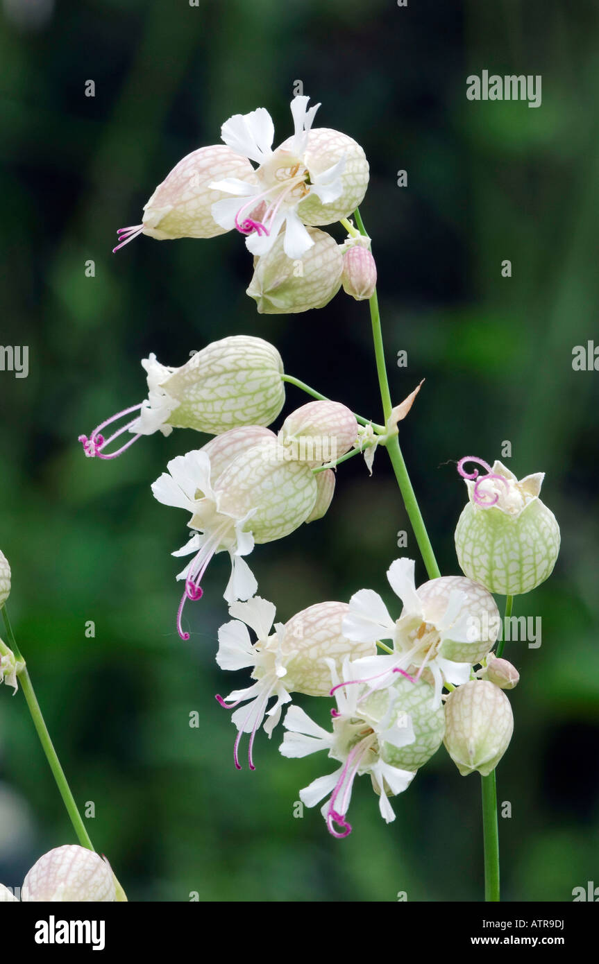 Bladder campion flowering hi-res stock photography and images - Alamy