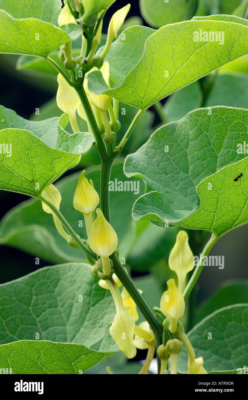 Upright birthwort hi-res stock photography and images - Alamy
