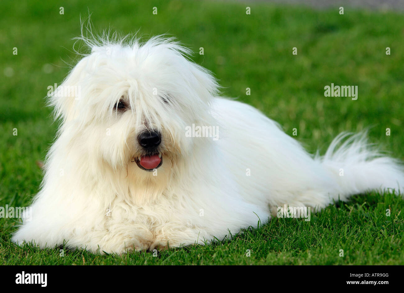 Coton de Tulear Stock Photo - Alamy