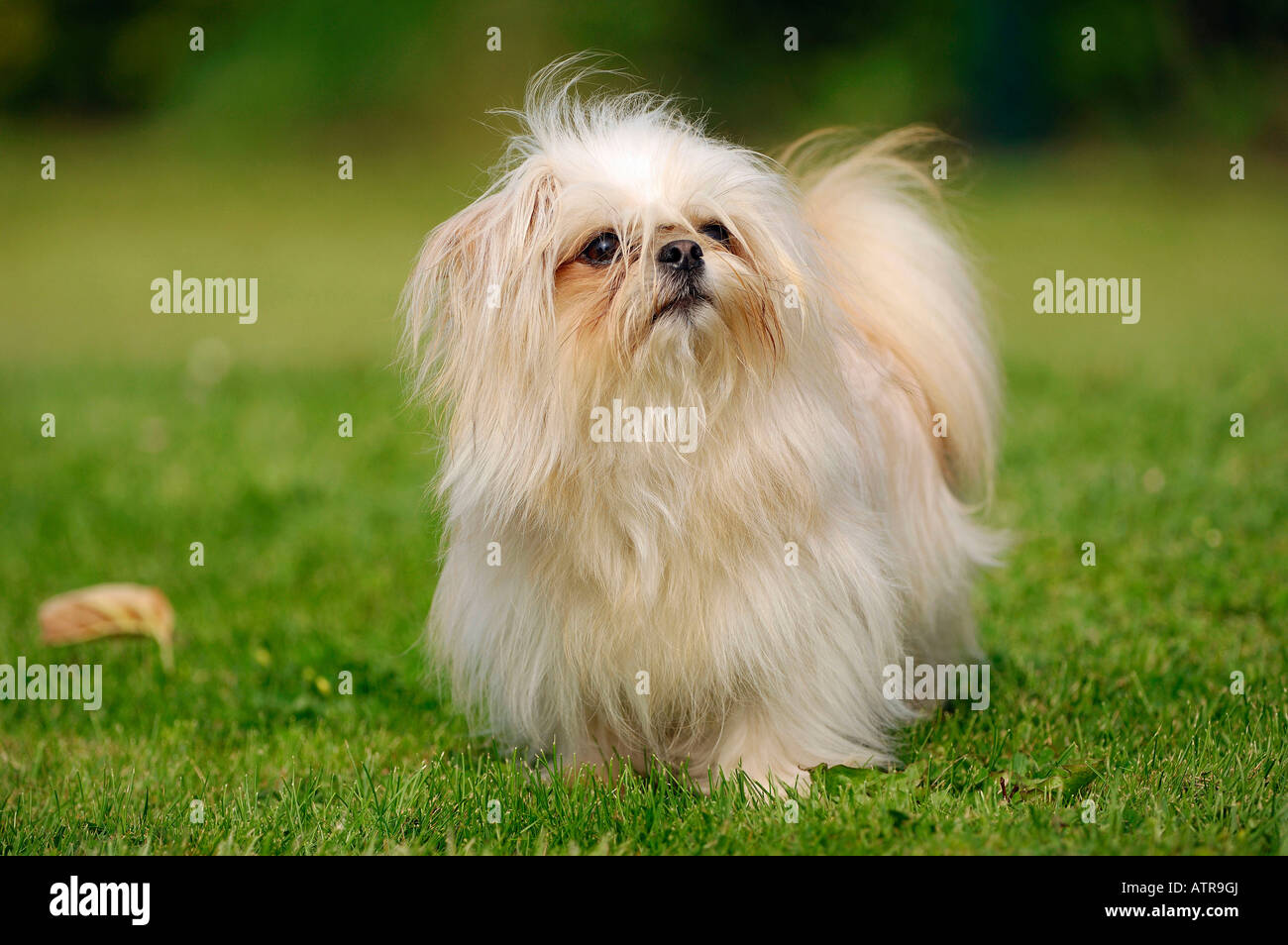 Mi ki hi-res stock photography and images - Alamy