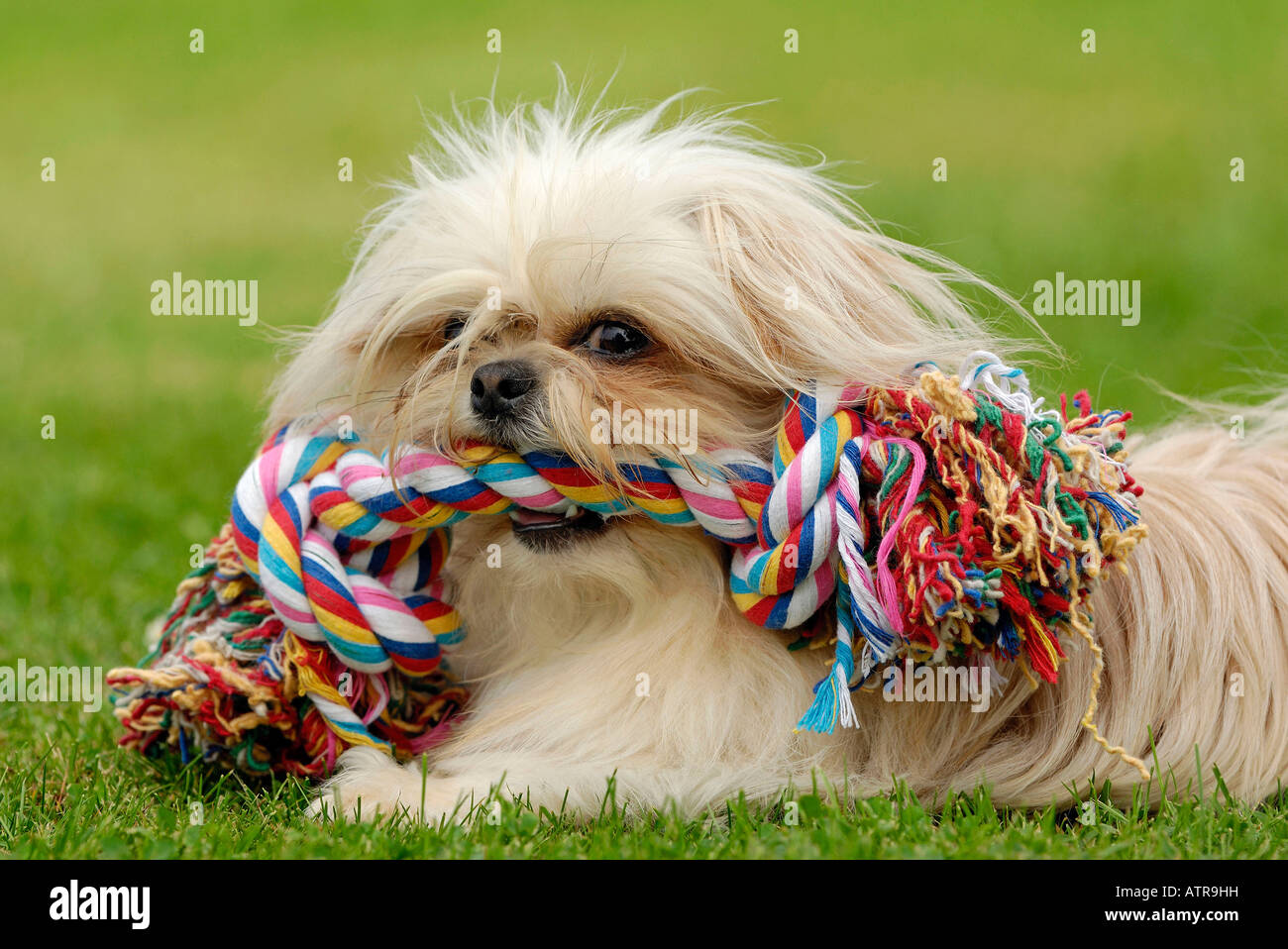Mi ki dog hi-res stock photography and images - Alamy