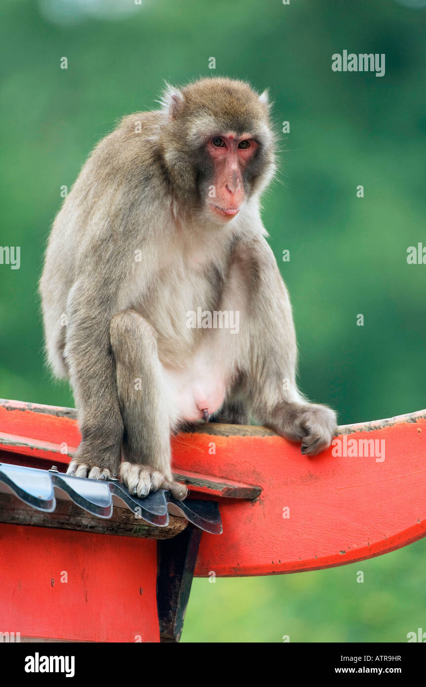Male japanese macaques hi-res stock photography and images - Alamy