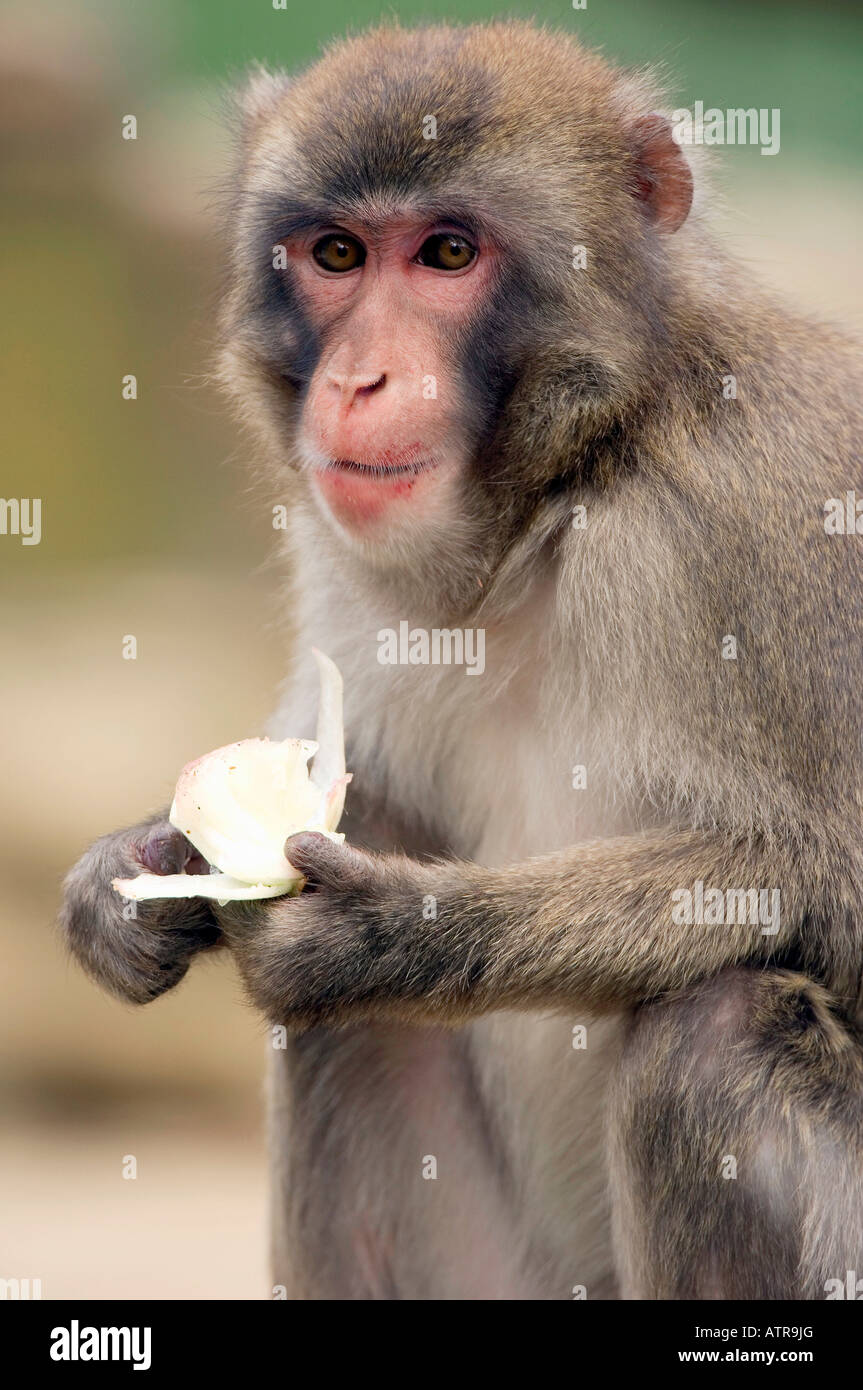 Japanese macaques eating hi-res stock photography and images - Alamy