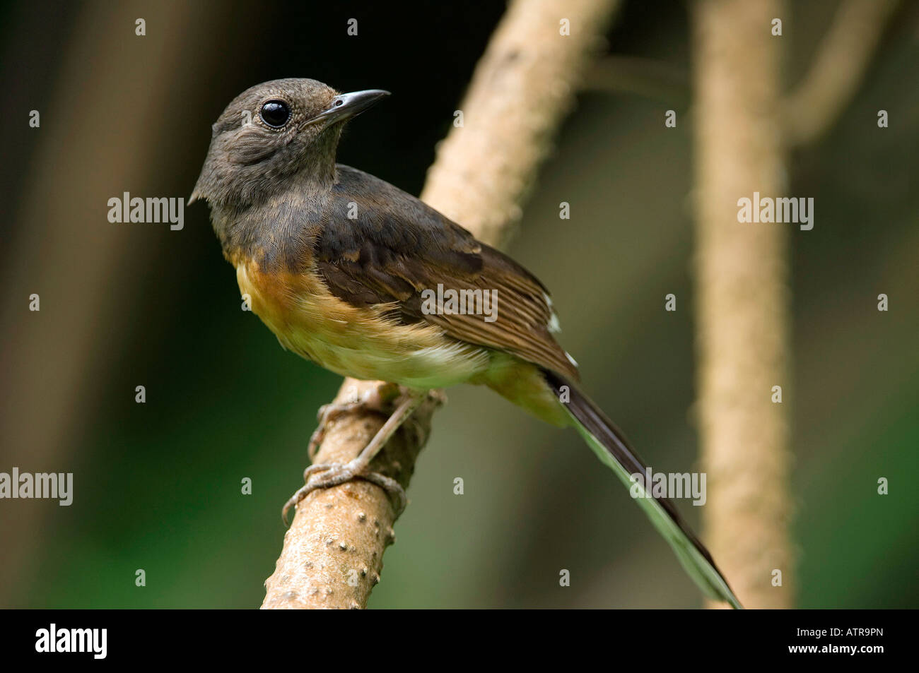 White rumped shama copsychus malabaricus female hi-res stock ...