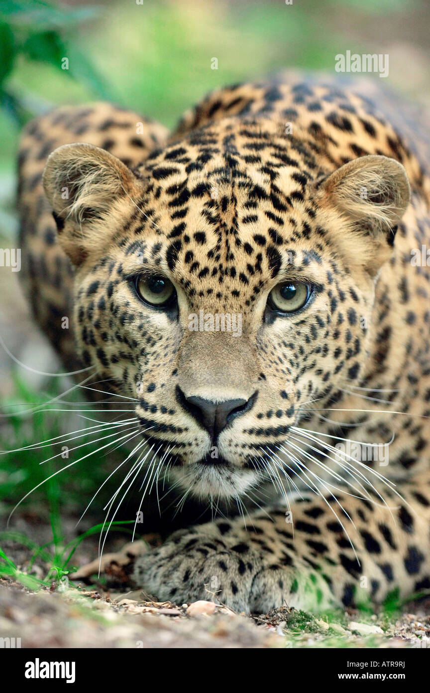Sri Lankan Leopard