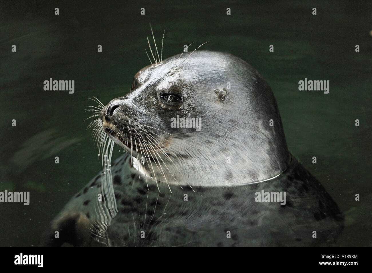 Baltic Ringed Seal Stock Photo - Alamy