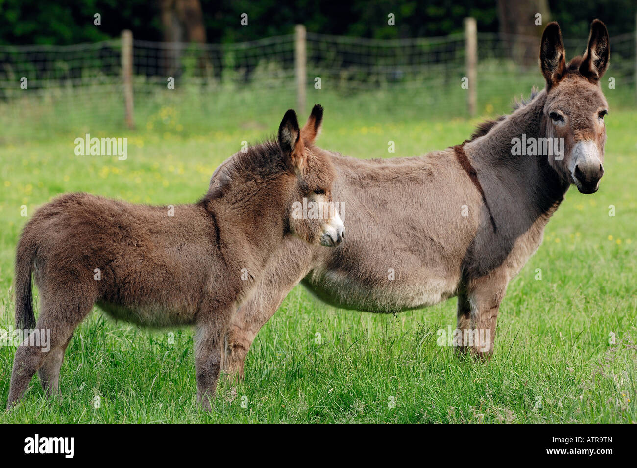 Two donkeys standing side hi-res stock photography and images - Alamy
