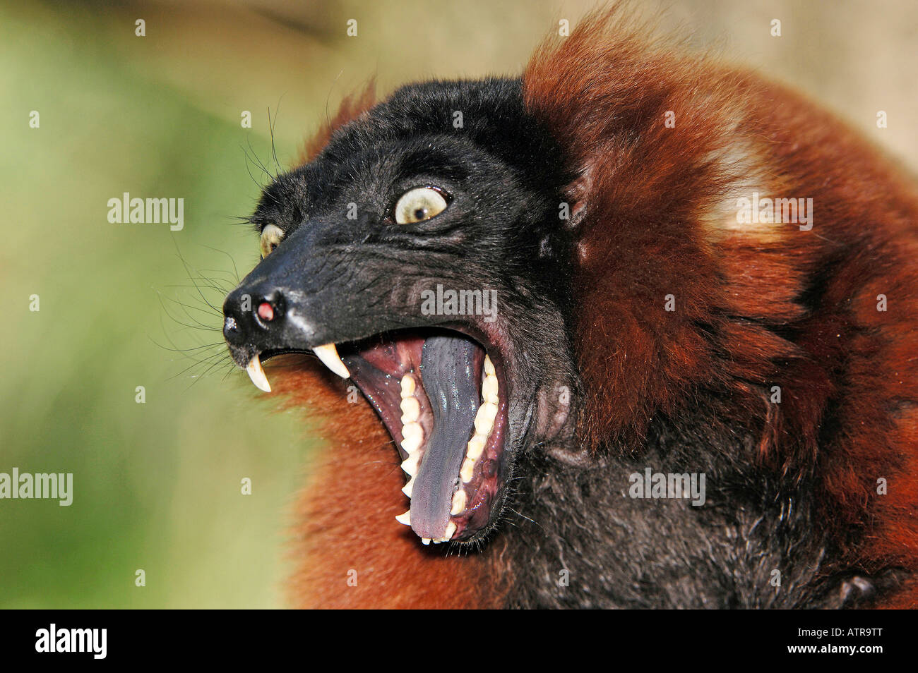 Red Ruffed Lemur Stock Photo - Alamy