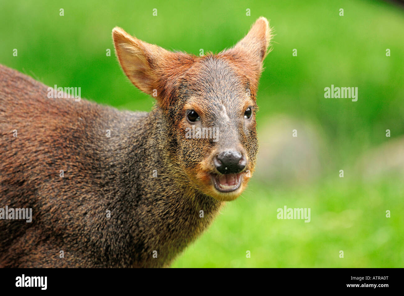 Southern pudu hi-res stock photography and images - Alamy