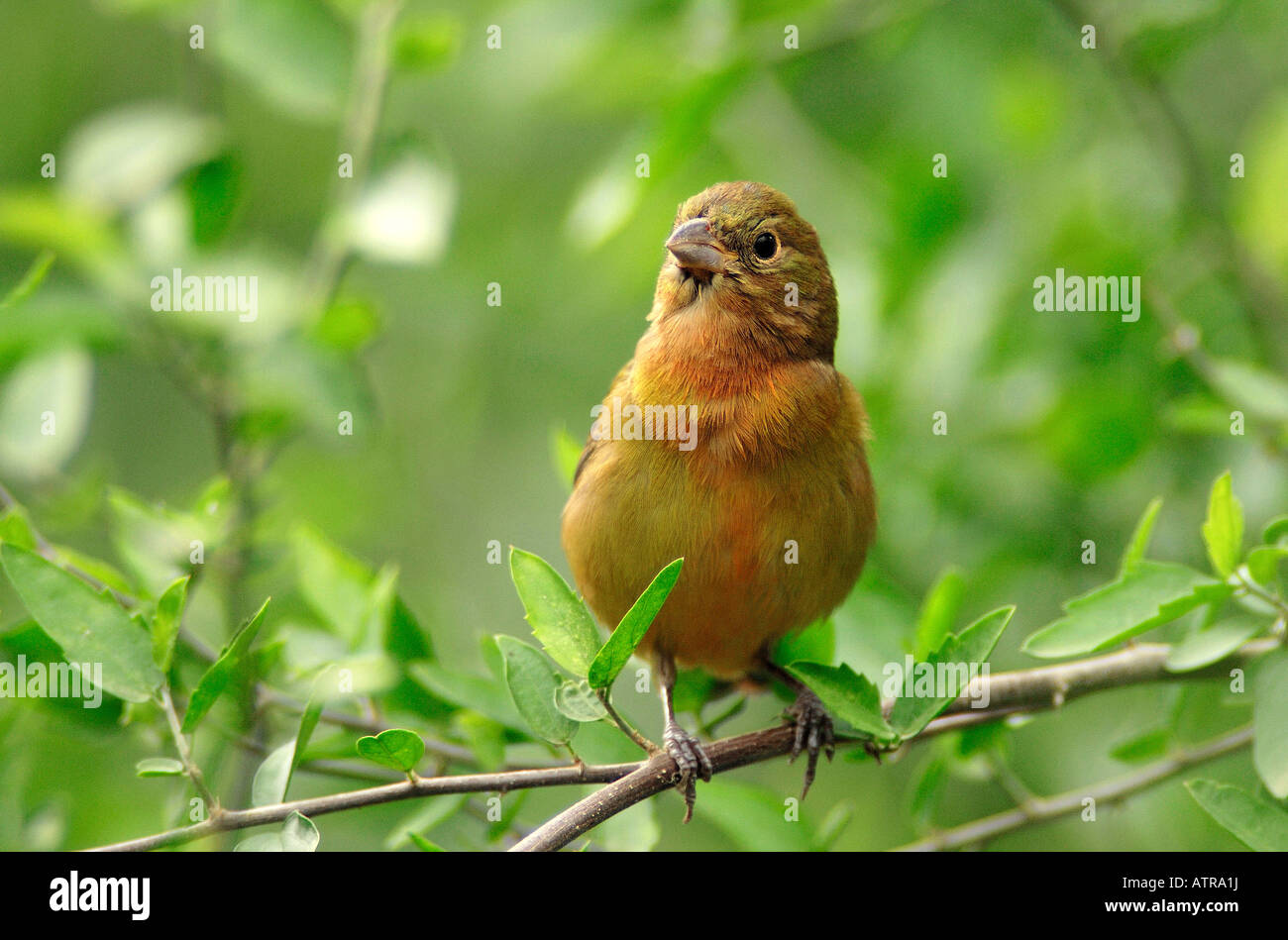 Female painted bunting hi-res stock photography and images - Alamy