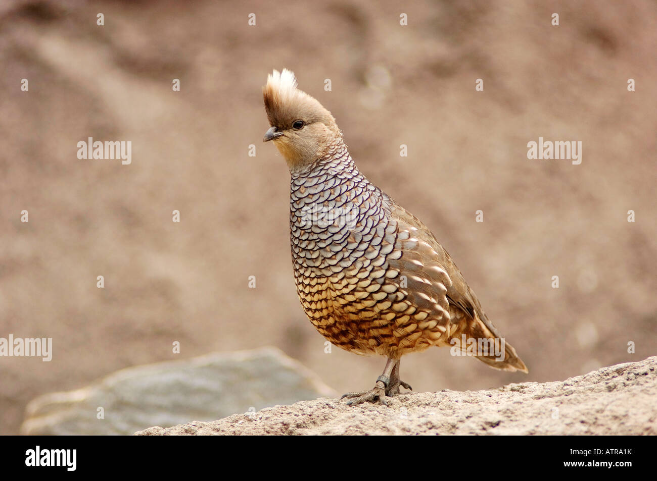 Scaled Quail Wing