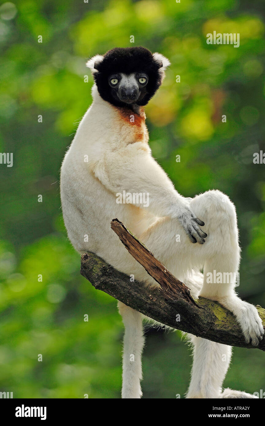 Madagascar crowned sifaka propithecus coronatus hi-res stock ...