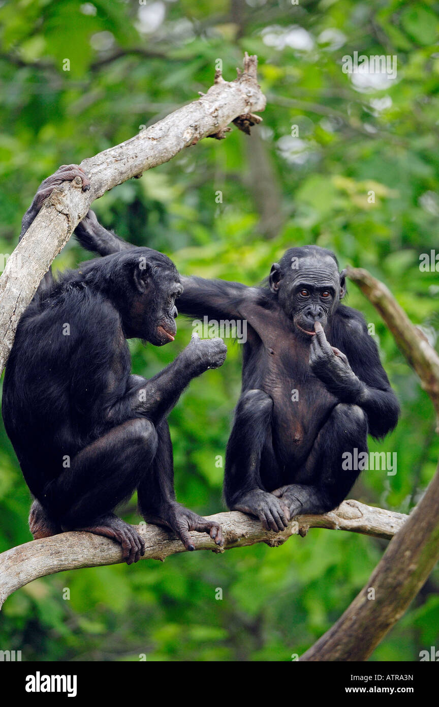 Two bonobos hi-res stock photography and images - Alamy