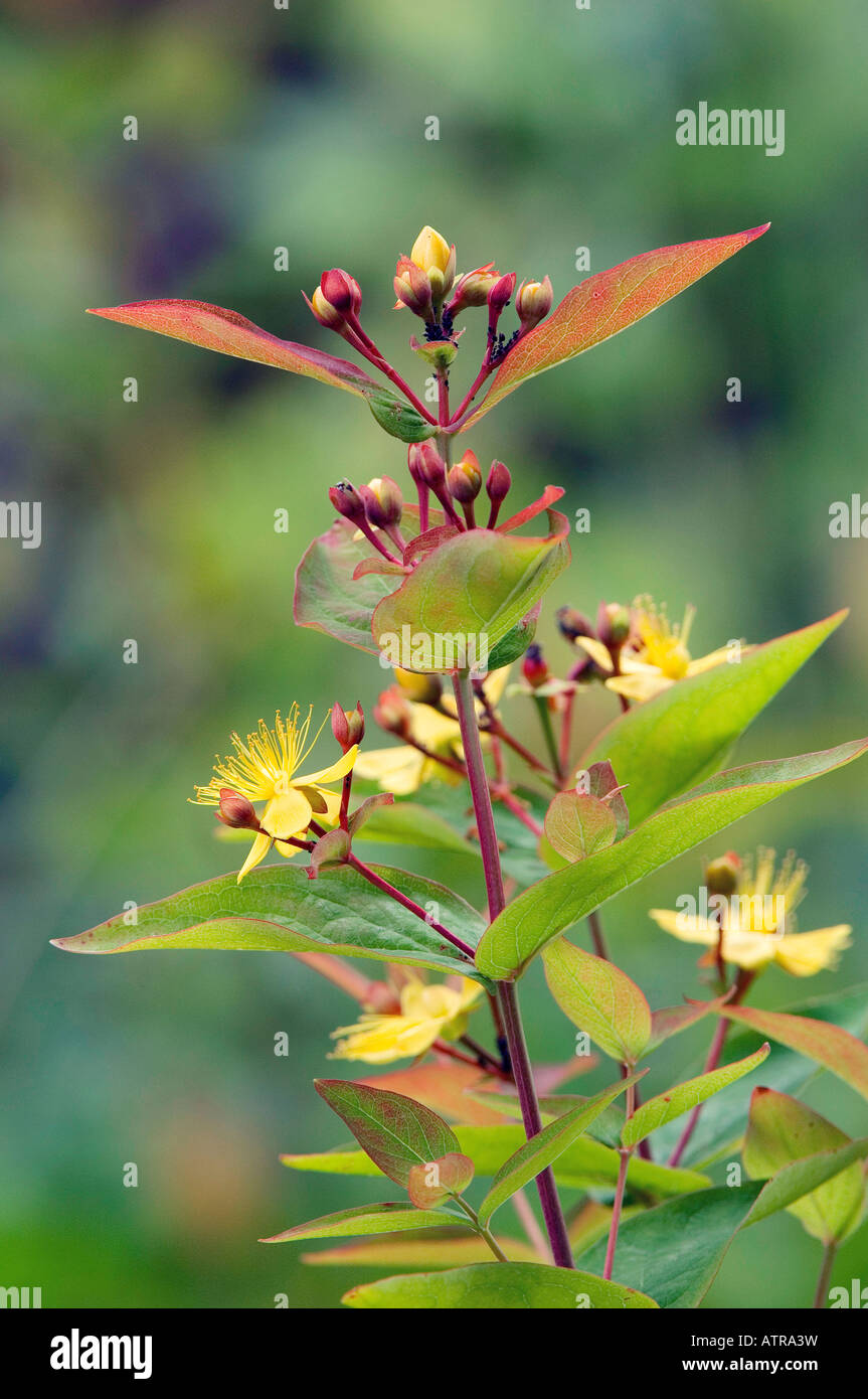Tutsan plants hi-res stock photography and images - Alamy
