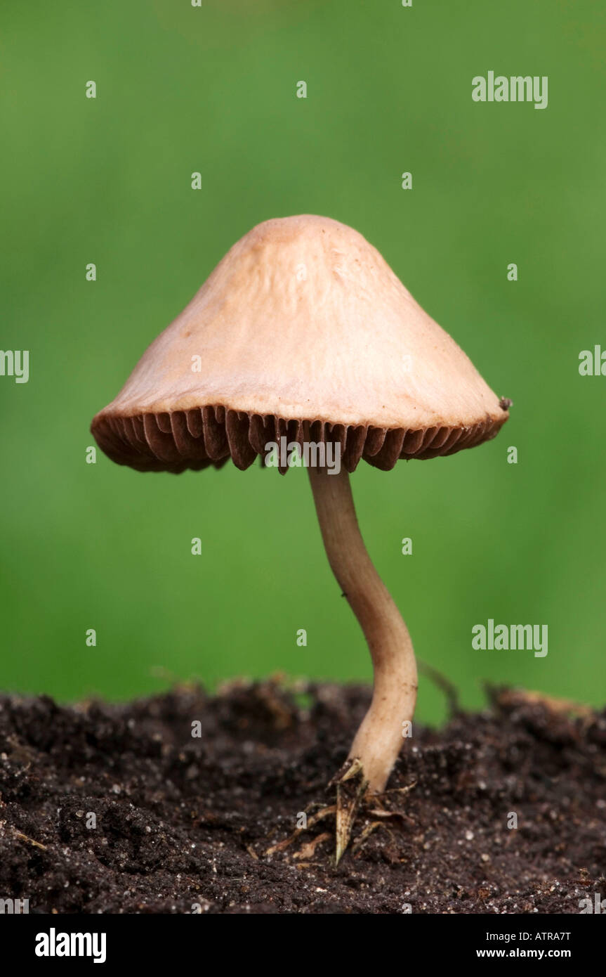 Conocybe mushroom hi-res stock photography and images - Alamy