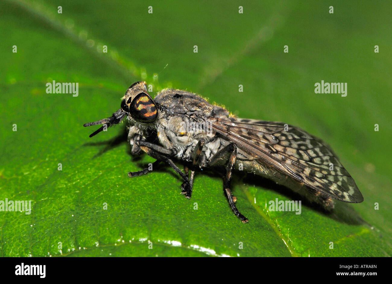 Cleg haematopota pluvialis hi-res stock photography and images - Alamy