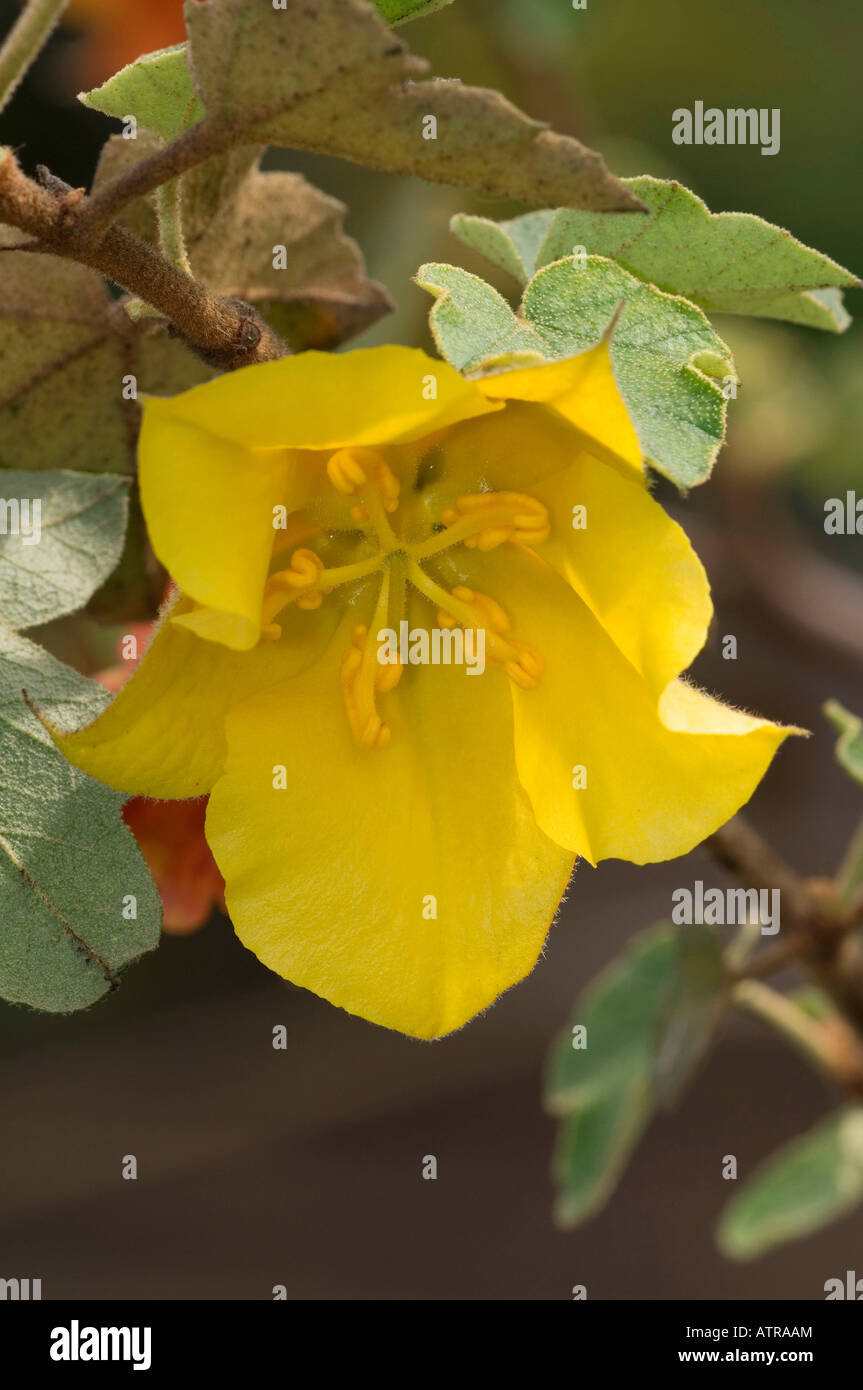 Fremontodendron californicum hi-res stock photography and images - Alamy