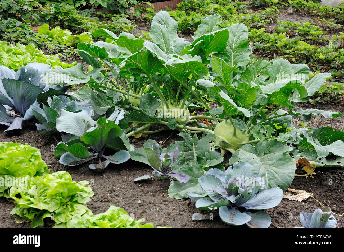 Bed of vegetables Stock Photo - Alamy
