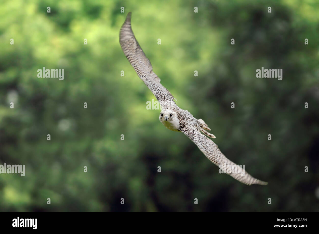 Gyr Falcon Flying High Resolution Stock Photography and Images - Alamy